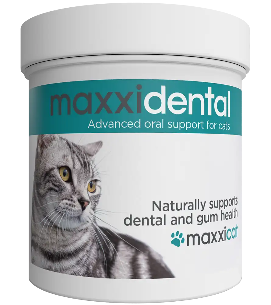 Gingivitis In Cats - maxxipaws EU - maxxicat 🐈️