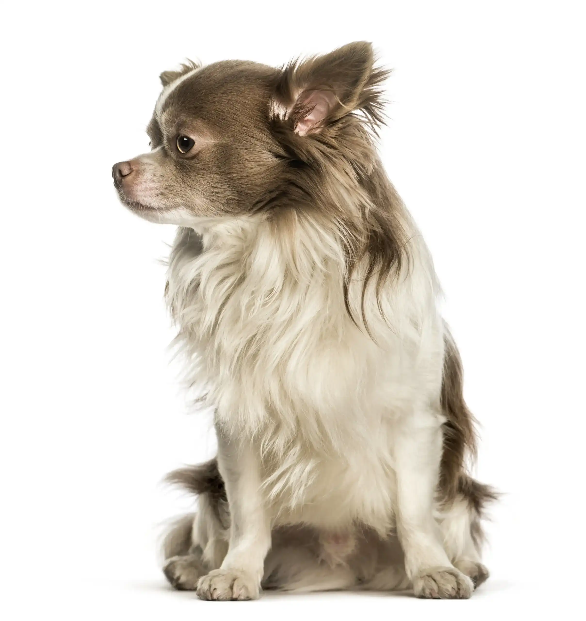 Dog Separation Anxiety - maxxipaws EU